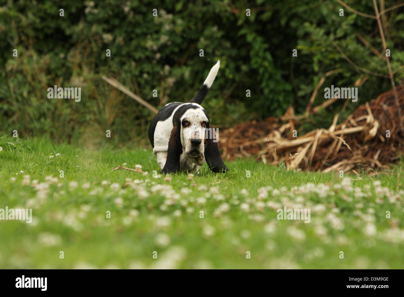 Dog Basset Hound adult running in a meadow Stock Photo - Alamy