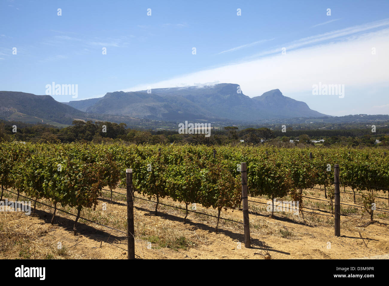 Steenberg vineyard hi-res stock photography and images - Alamy