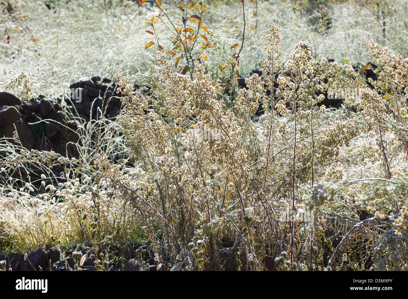 Grasses and plants covered in frost, Aremd Village, near Imlil, Morocco ...