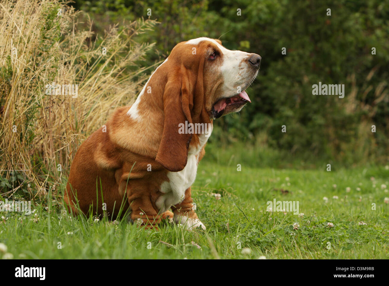 Sitting basset hound hi-res stock photography and images - Alamy