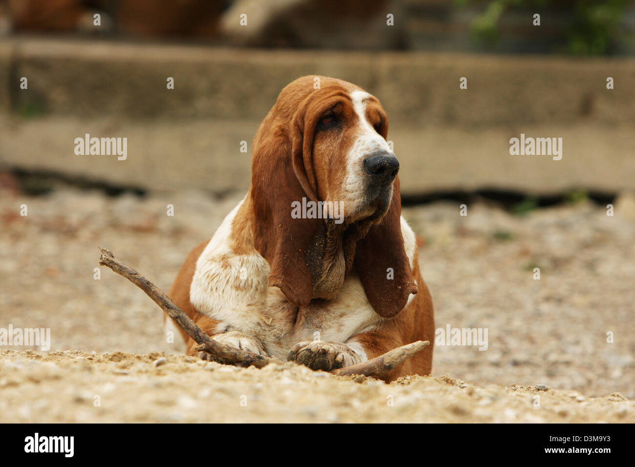 Dog Basset Hound adult lying on the ground Stock Photo - Alamy