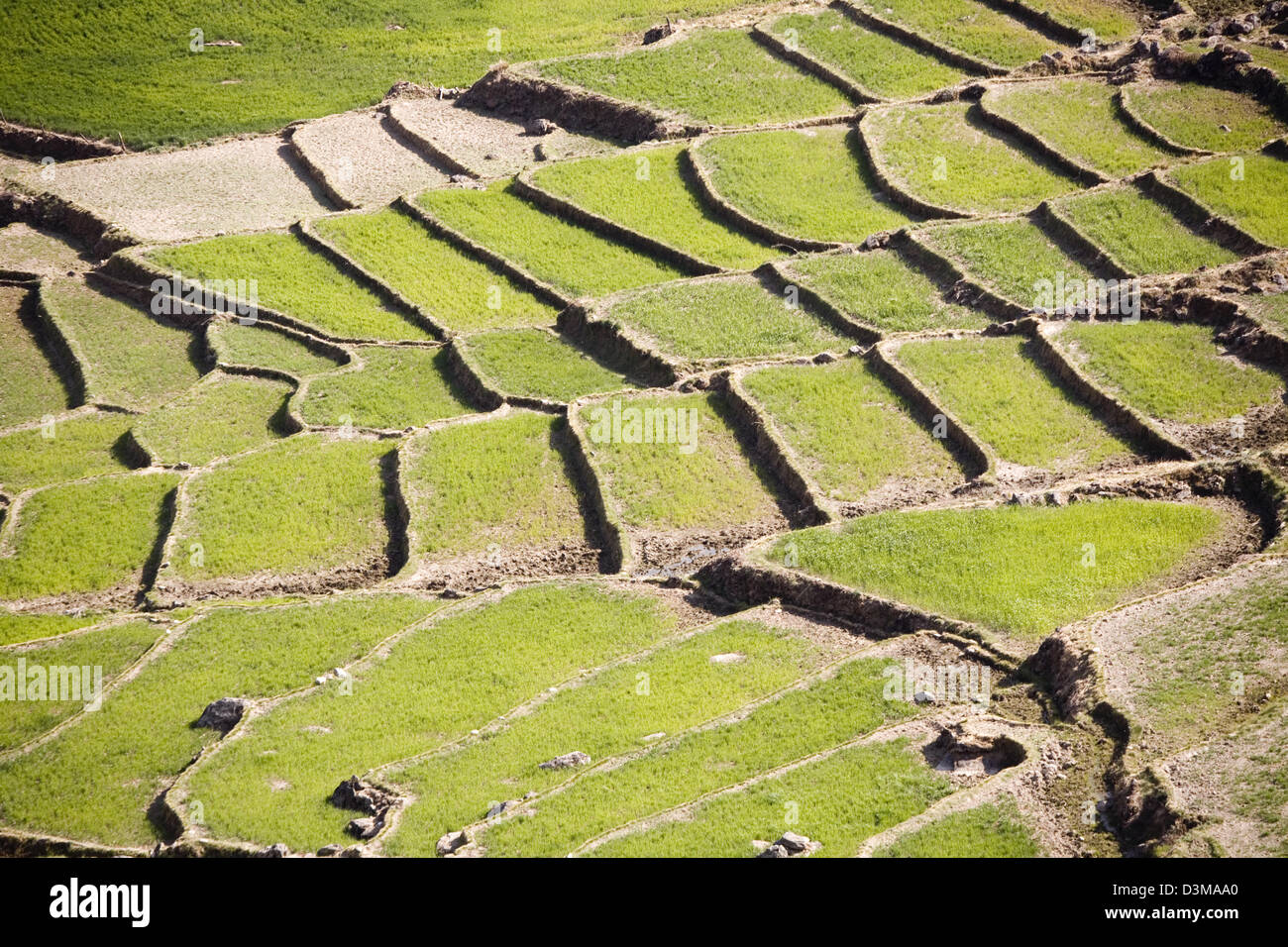 In this springtime scene, rice is just beginning to green in the ...