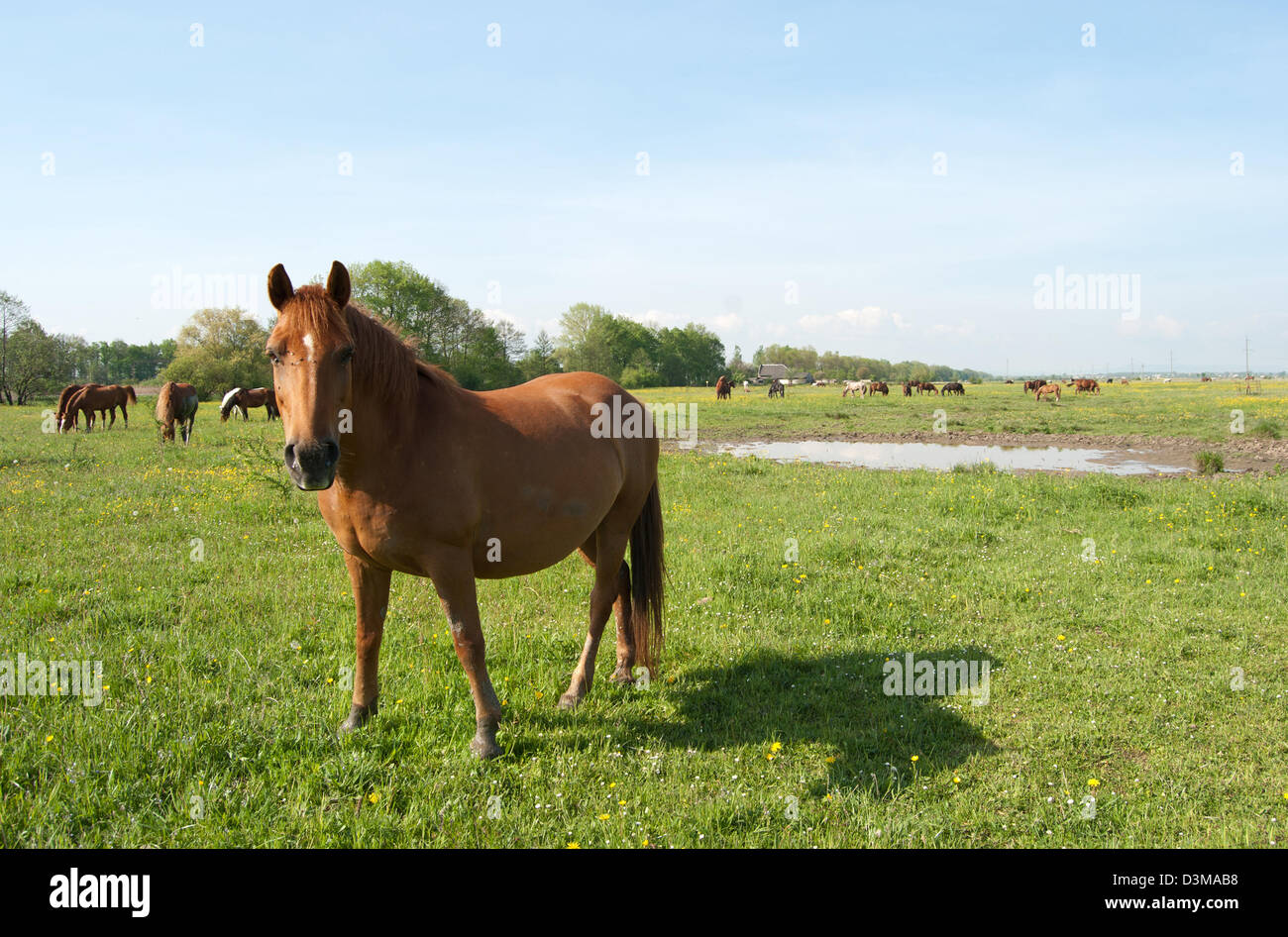 horses grazes on the field Stock Photo - Alamy