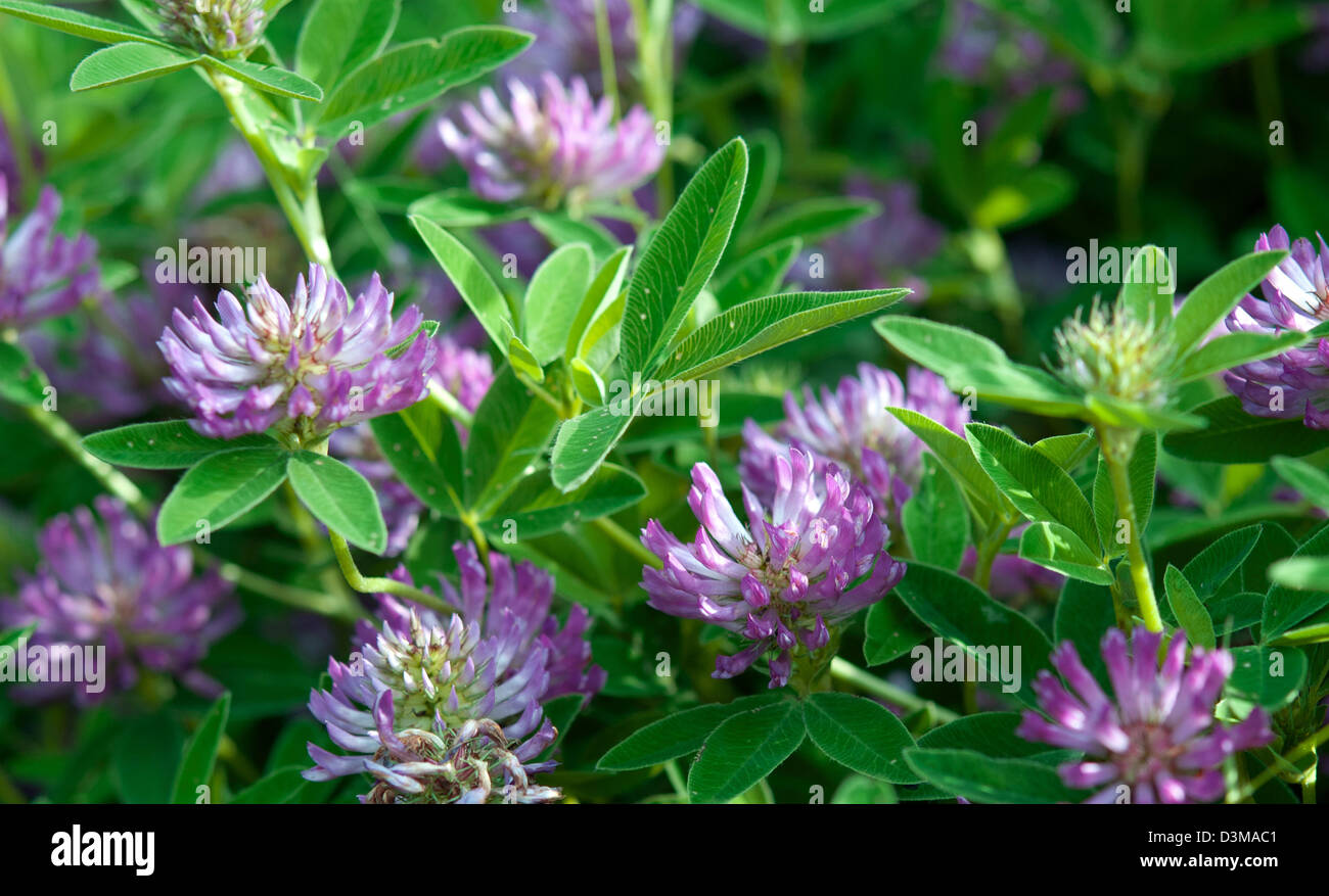 pink clover flowers in spring, shallow depth of field Stock Photo - Alamy