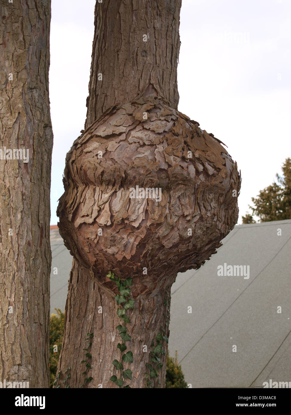 Deformed Tree High Resolution Stock Photography and Images - Alamy