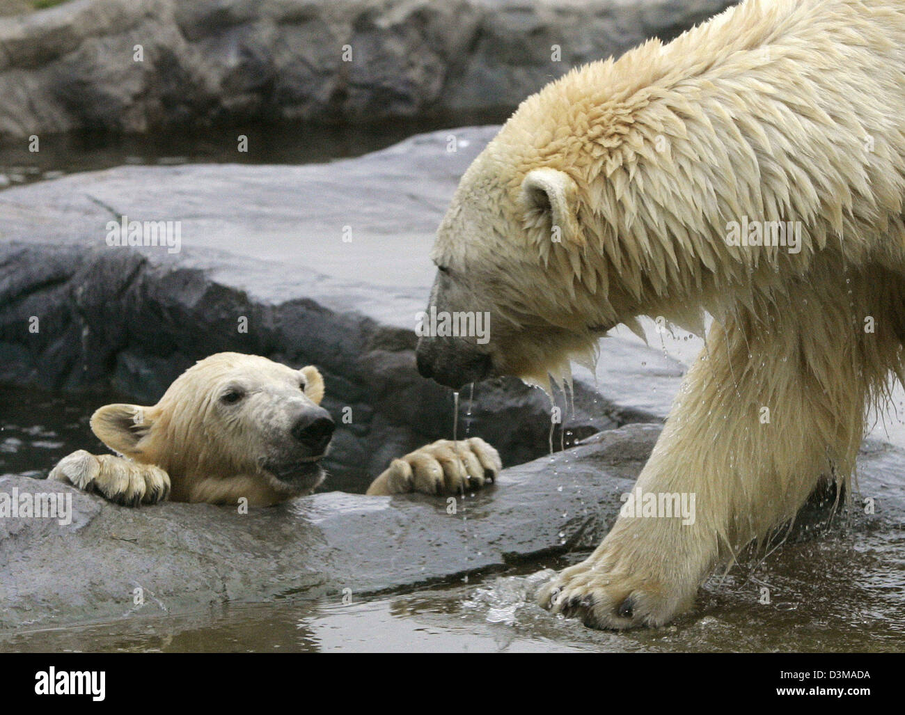(dpa) - Polar bear Lara (L) and her mother Olinka examine their new ...