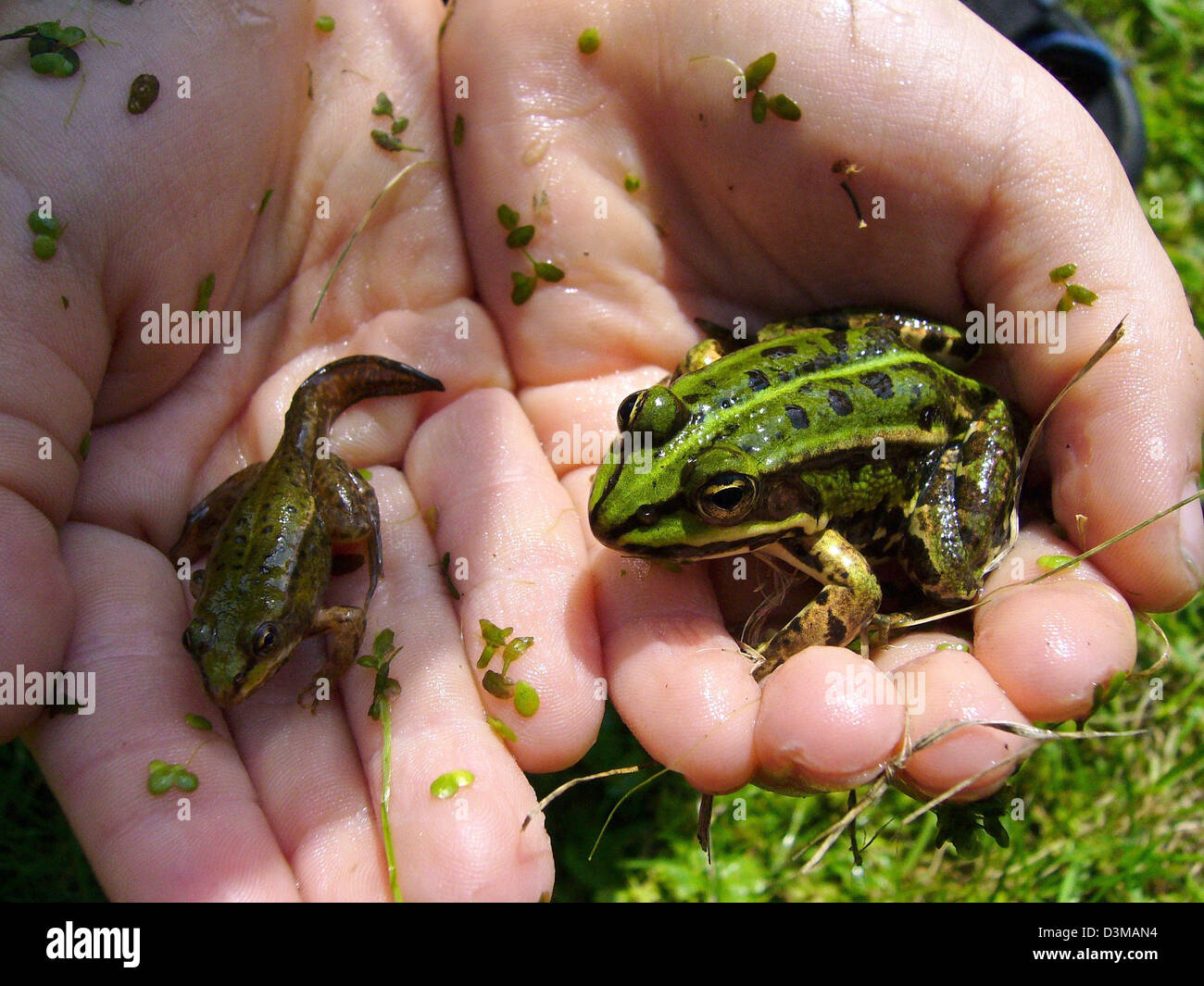 Legless larva hi-res stock photography and images - Alamy