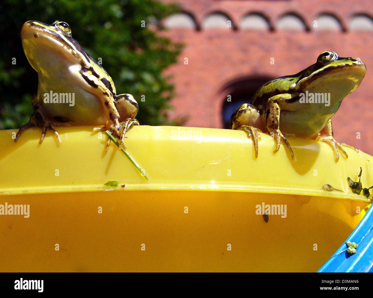 (dpa) - Two Common Frogs (Rana temporaria) catched in a pond by ...