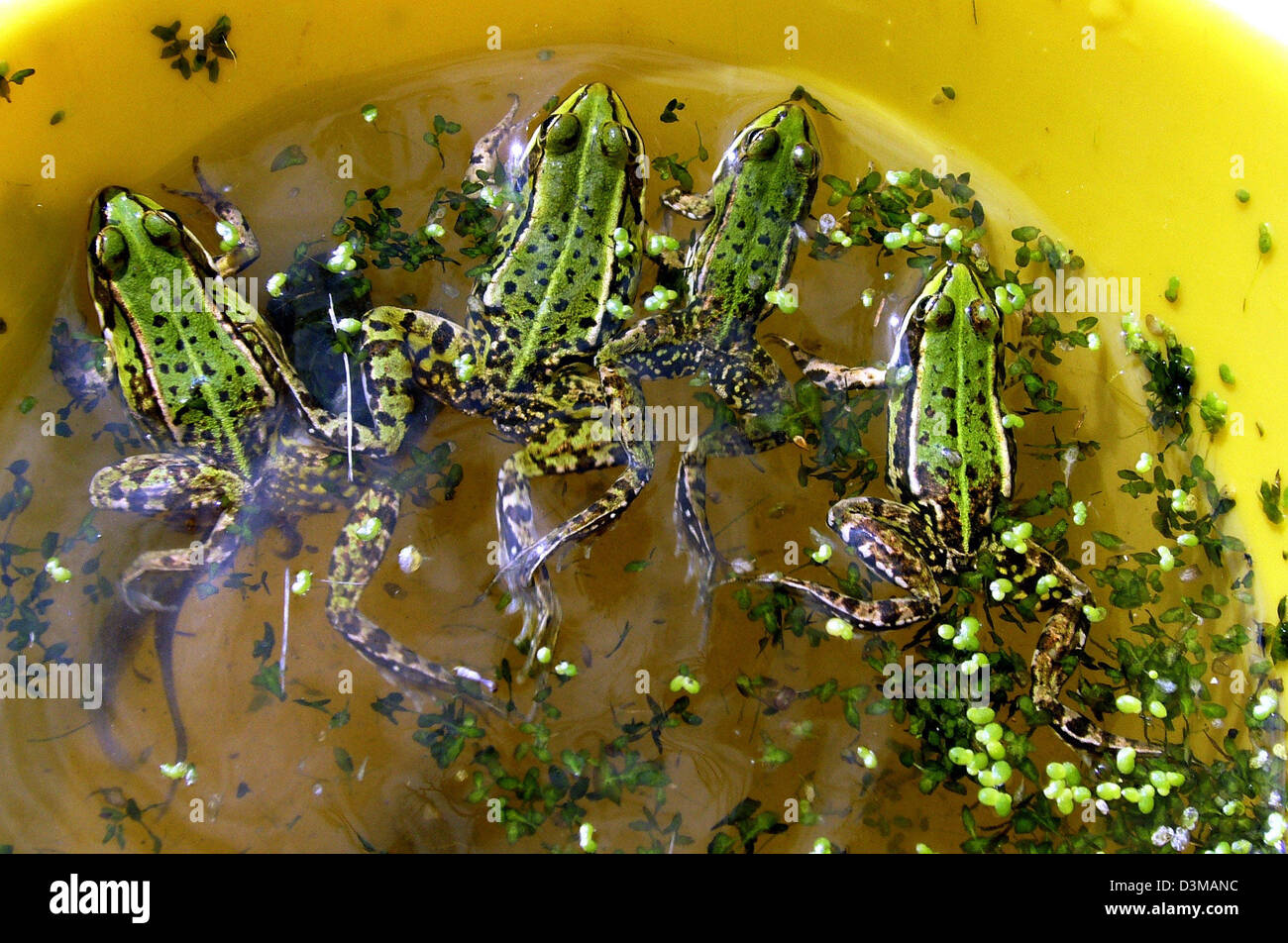 (dpa) - Four Common Frogs (Rana temporaria) catched in a pond by ...