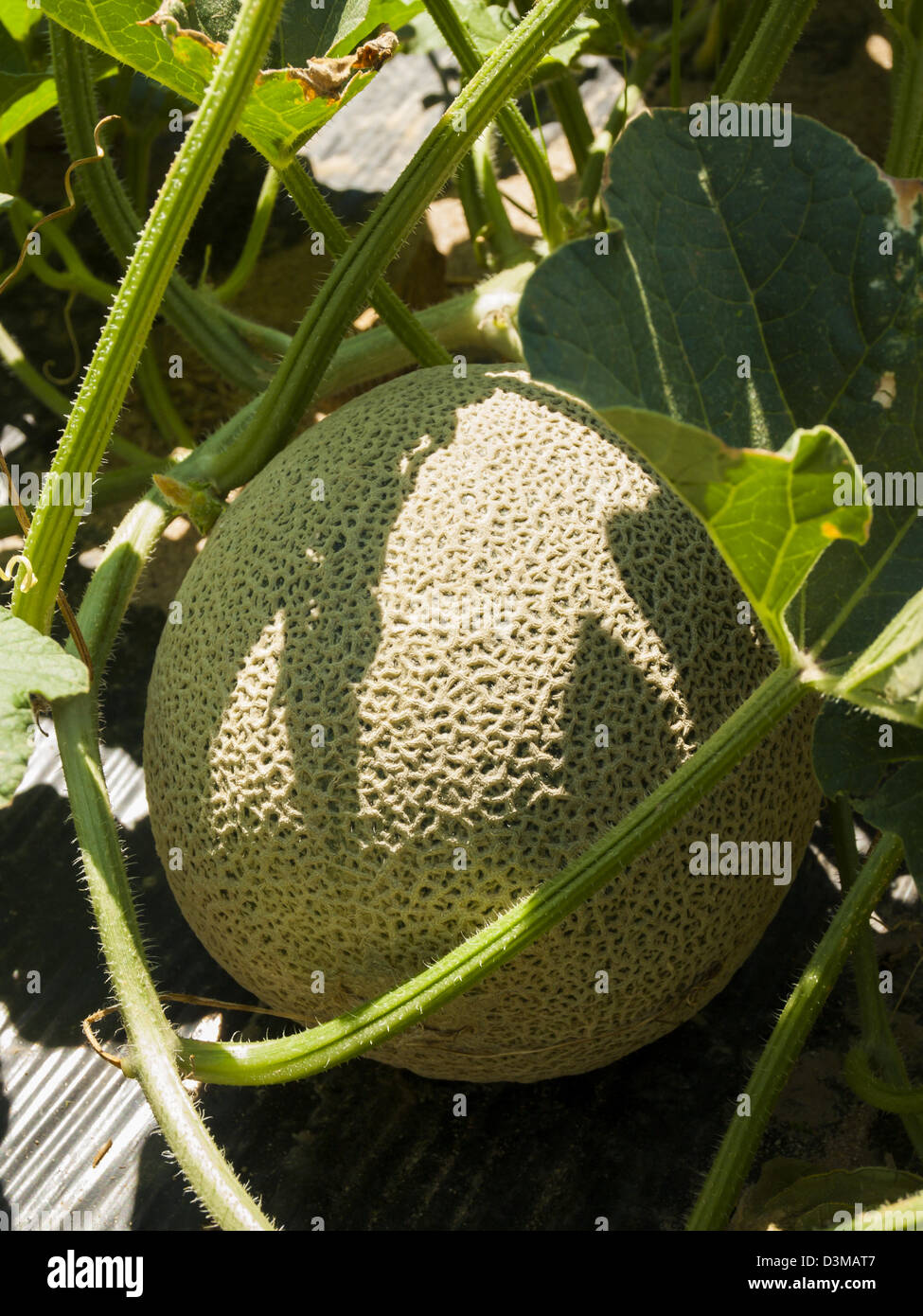 Melon farm cantaloup hi-res stock photography and images - Alamy
