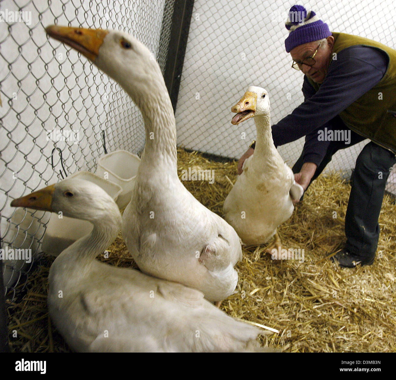 (dpa) - A poultry breeder brings his geese to the aviary in the animal ...