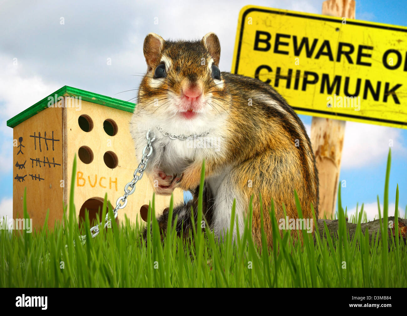 Ridiculous malicious chipmunk hi-res stock photography and images - Alamy