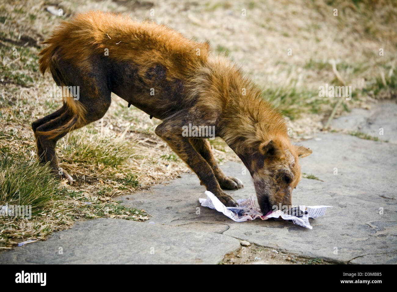 Visit bhutan hi-res stock photography and images - Alamy