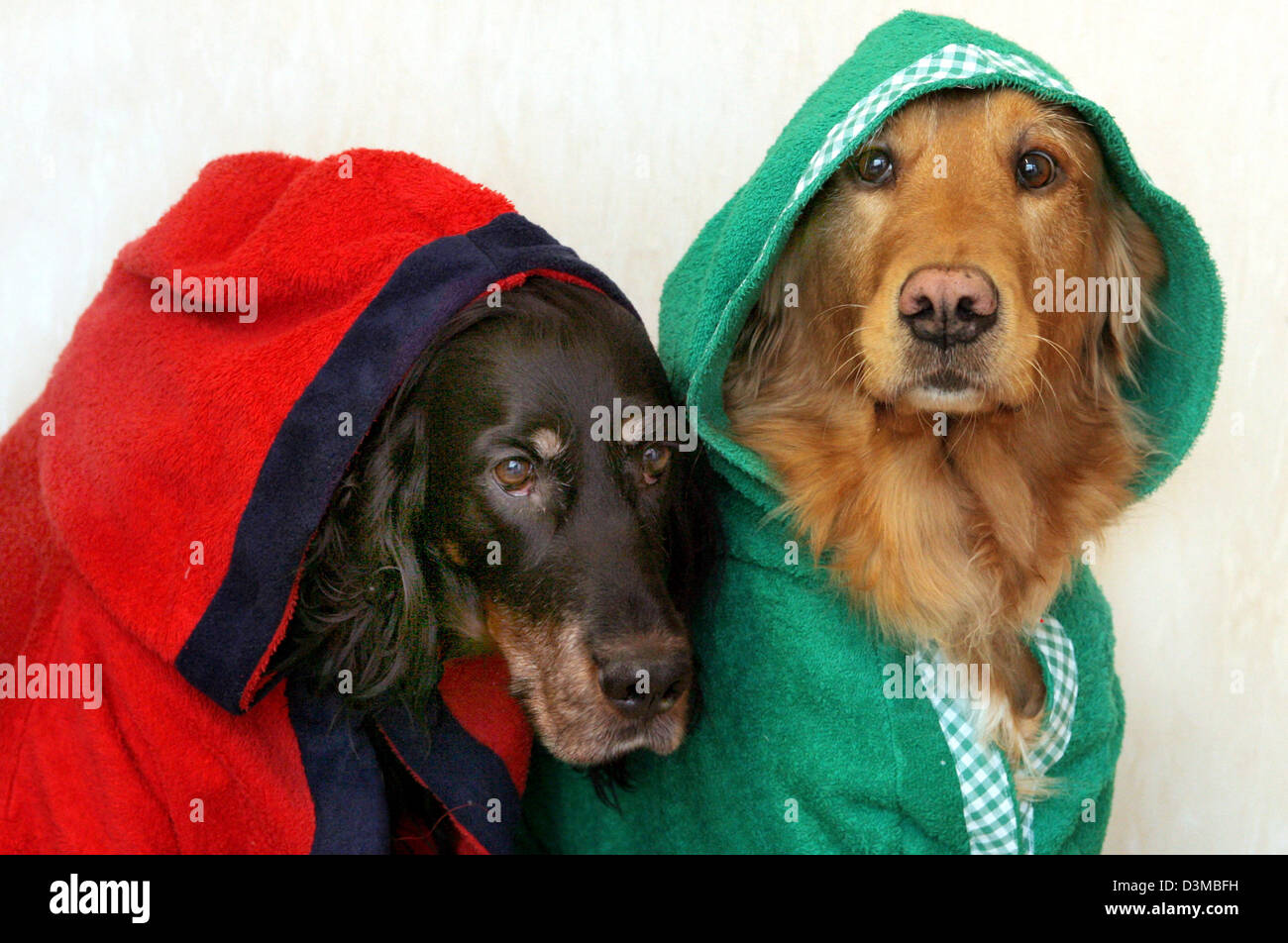 Xl dog hi-res stock photography and images - Alamy