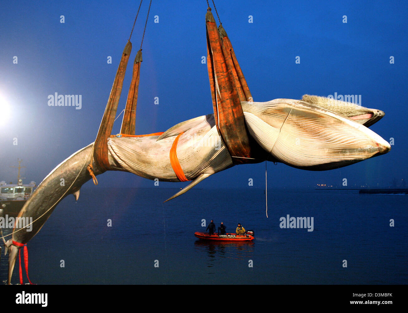 (dpa) - A maritime crane carries the corpse of a beached finback in the ...