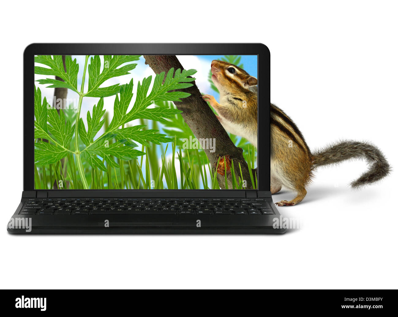 Chipmunk and laptop isolated on white Stock Photo - Alamy
