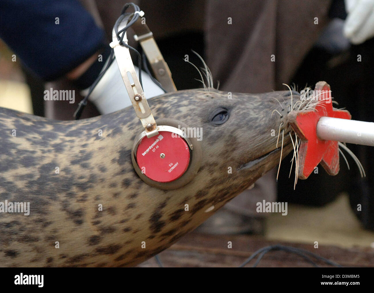A seal named 'Deern' wearing headphones at the seal animal research ...