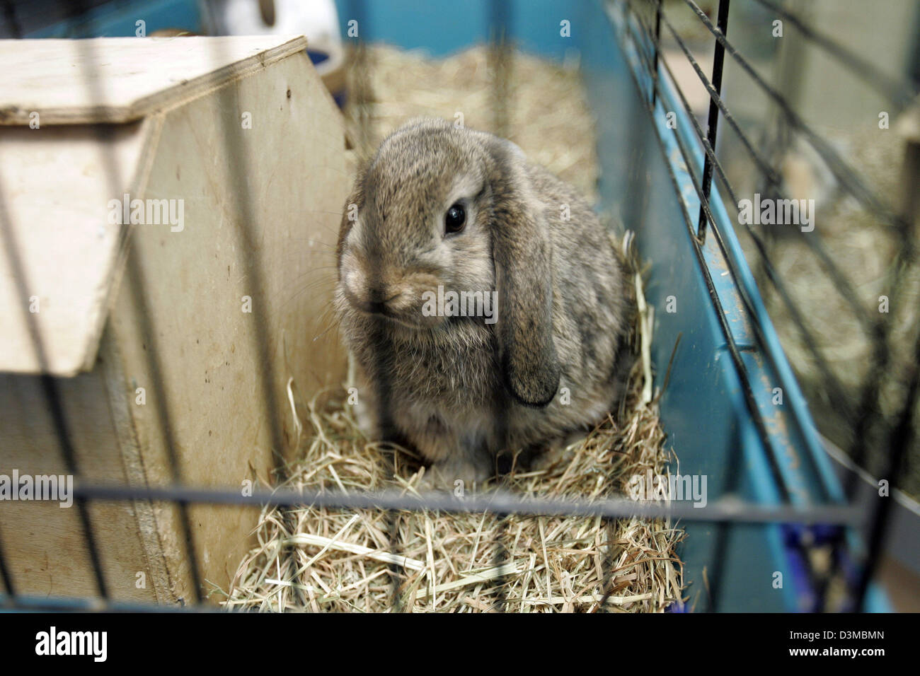 A young rabbit with lop ears sits in its cage waiting for caring and ...