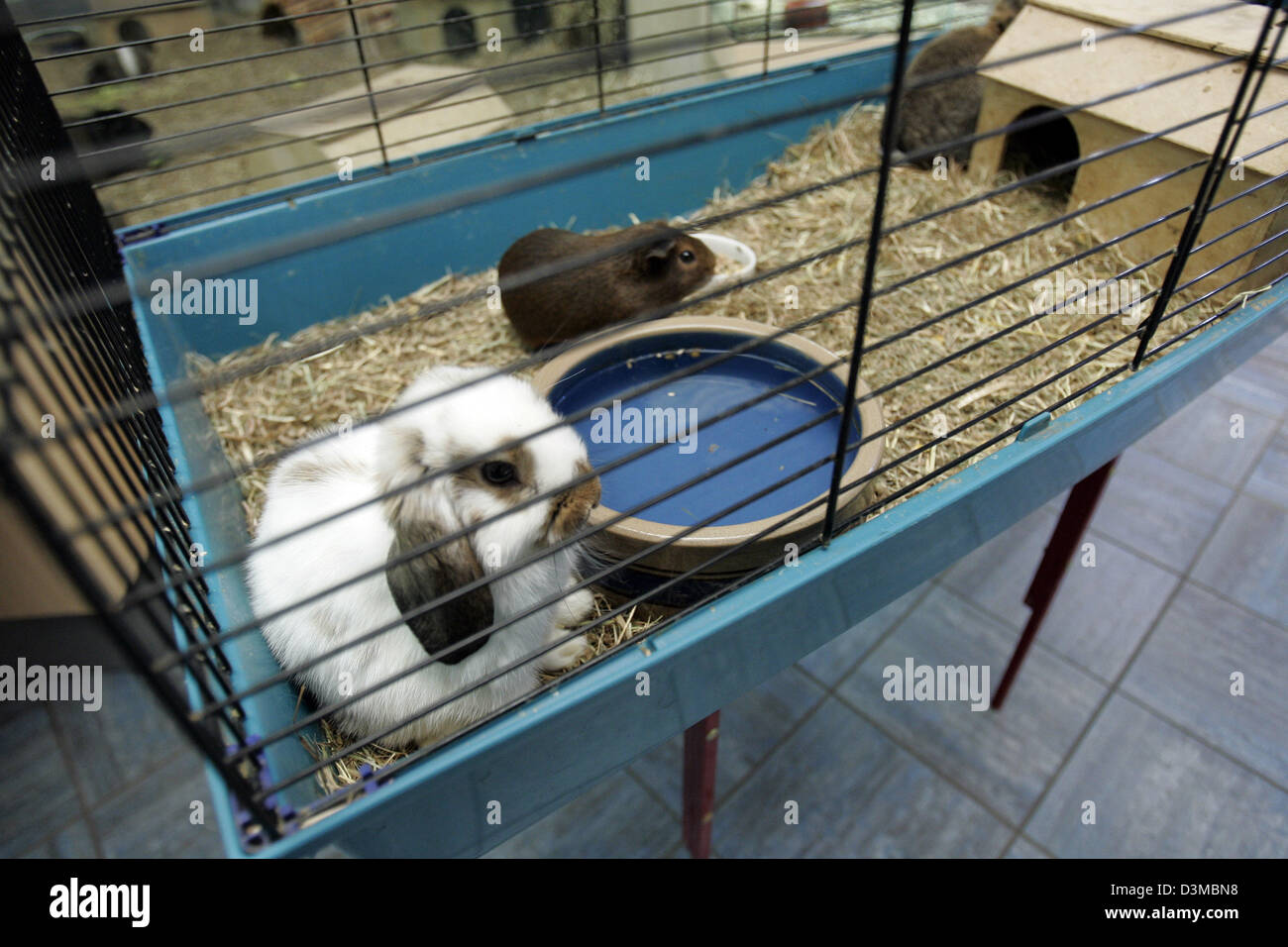 A young rabbit with lop ears shares its cage with another rabbit and a ...