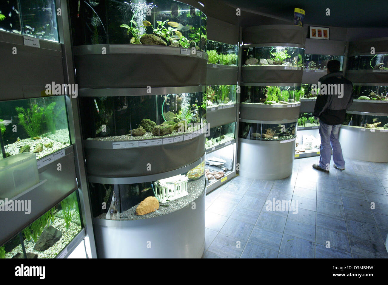 A customer examines the fish tanks at a pet shop in Cologne, Germany ...