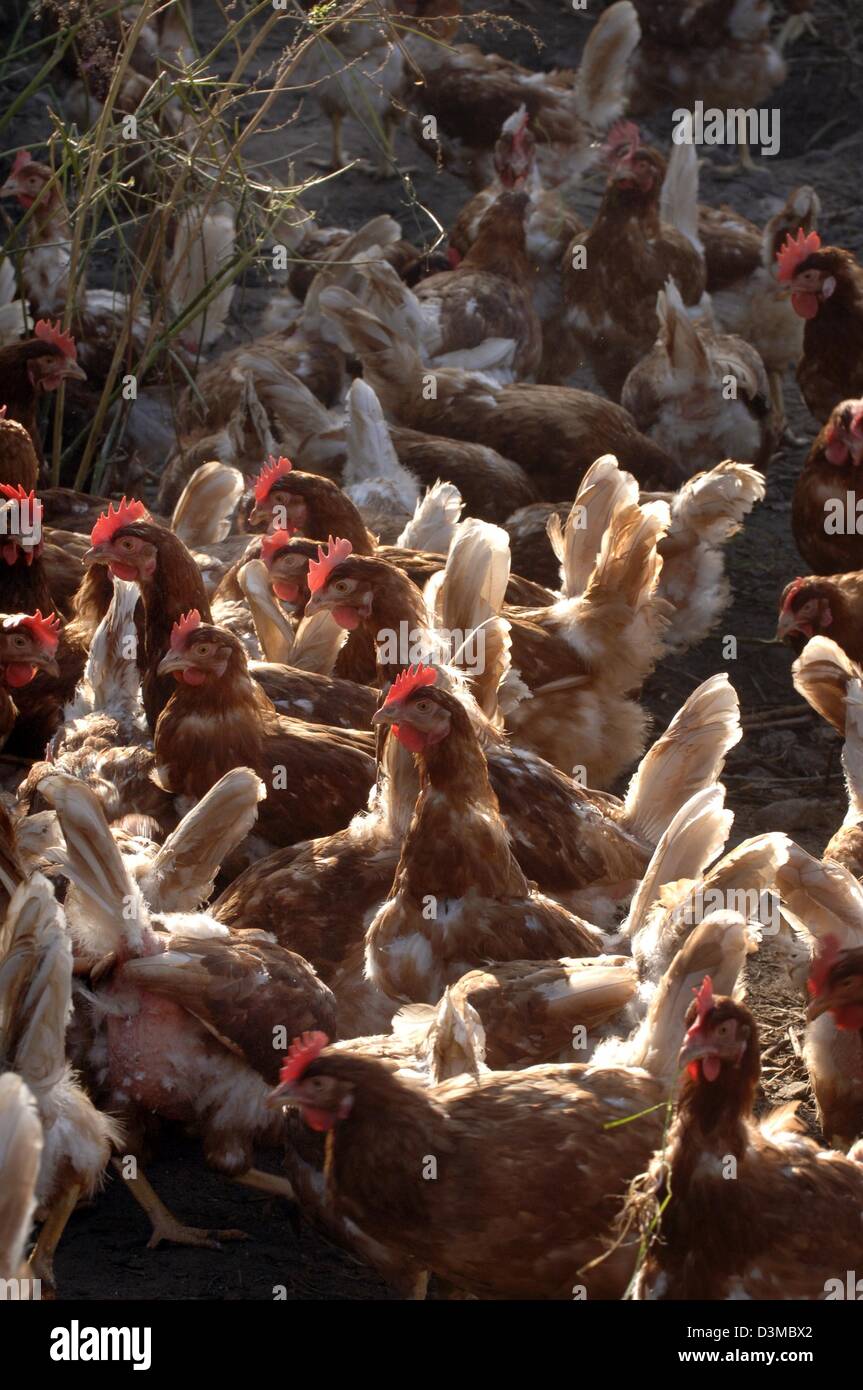 Free range chicken are pictured in a chicken farm in Walsrode, Germany ...