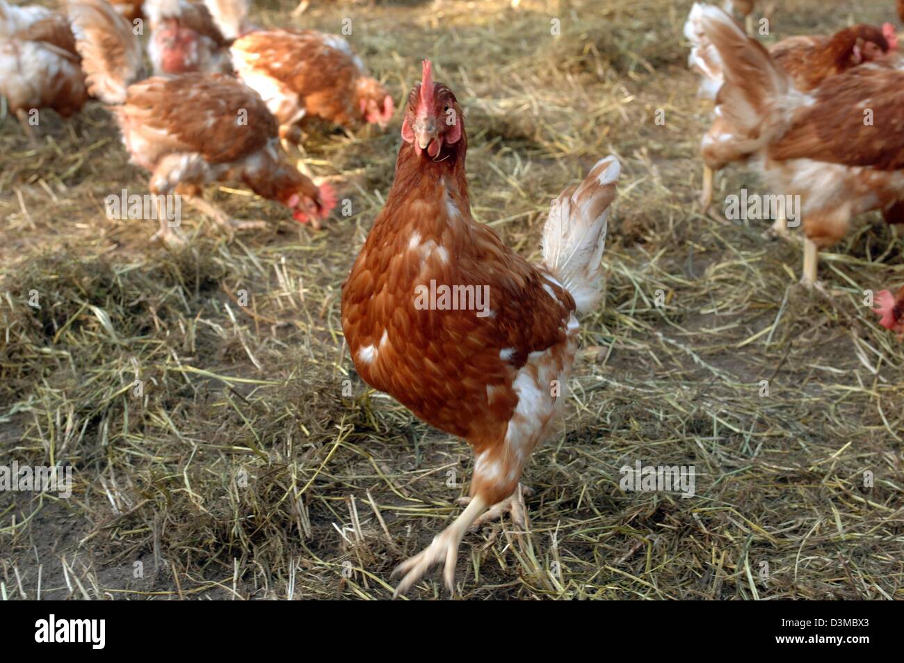 Free range chicken are pictured in a chicken farm in Walsrode, Germany ...
