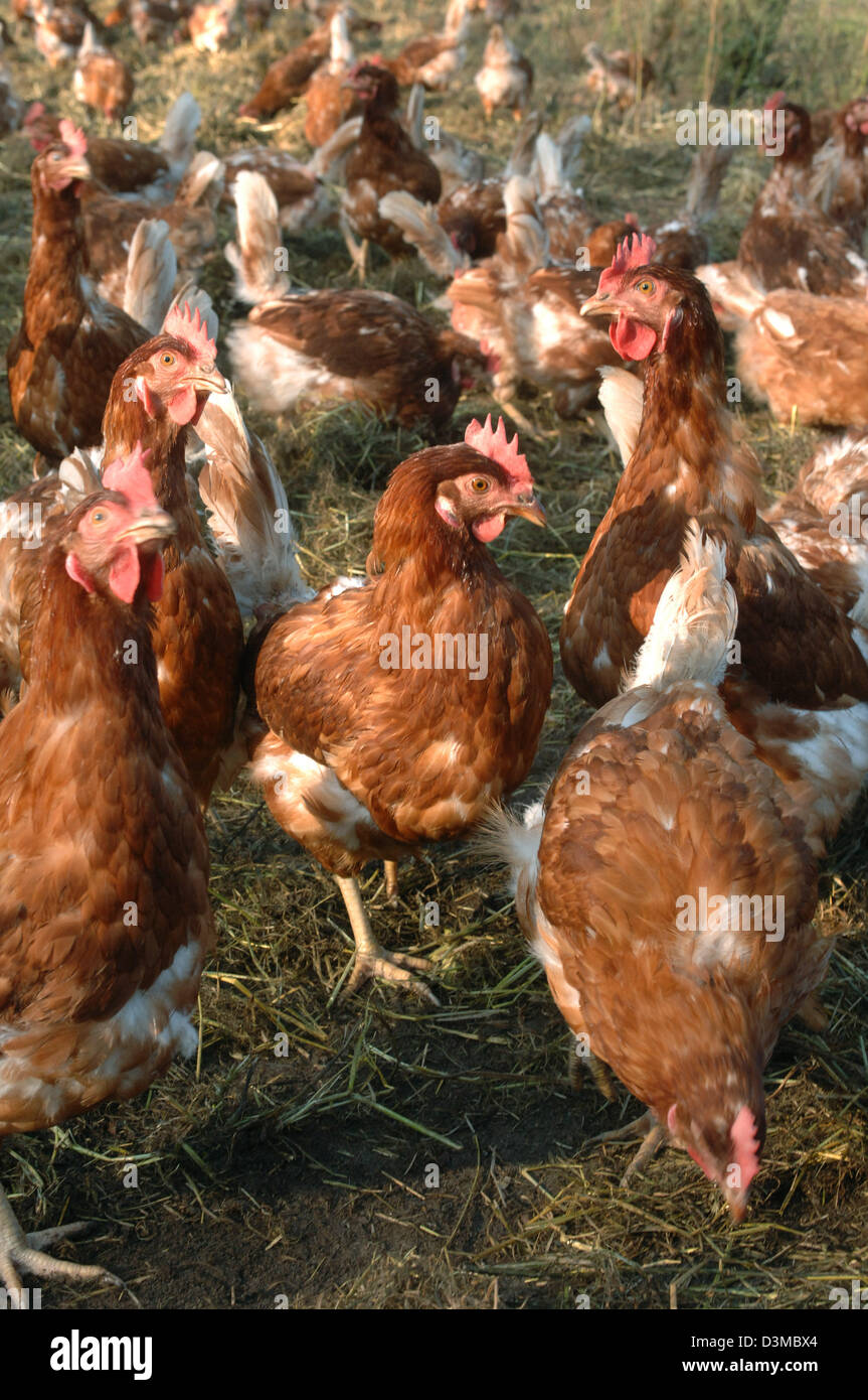 Free range chicken are pictured in a chicken farm in Walsrode, Germany ...