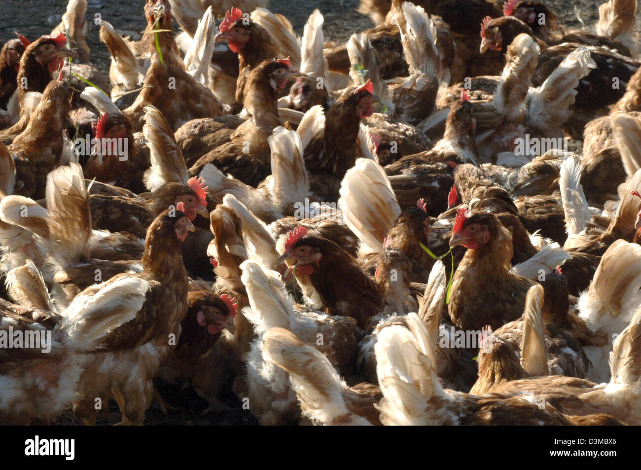 Free range chicken are pictured in a chicken farm in Walsrode, Germany ...