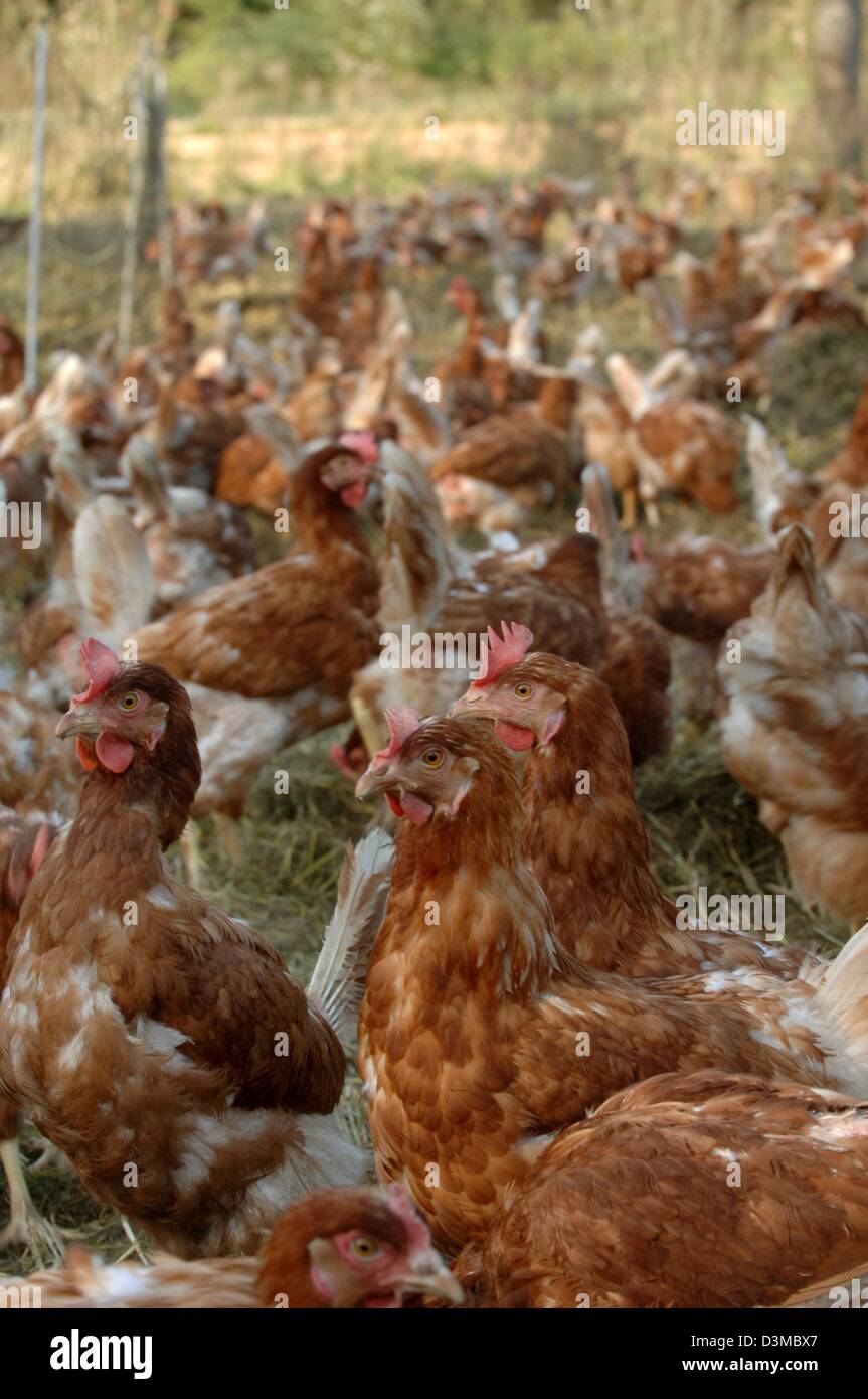 Free range chicken are pictured in a chicken farm in Walsrode, Germany ...