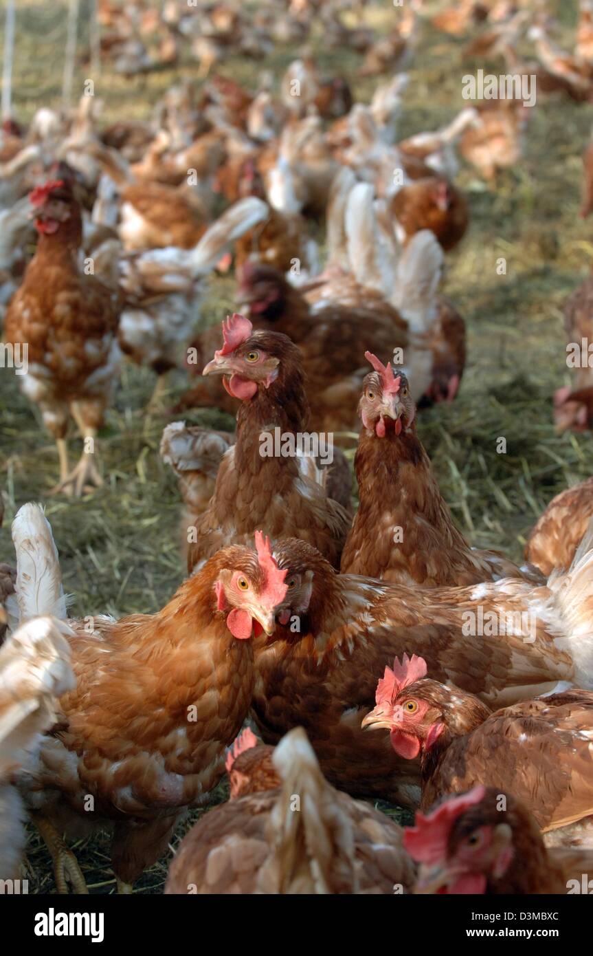 Free range chicken are pictured in a chicken farm in Walsrode, Germany ...