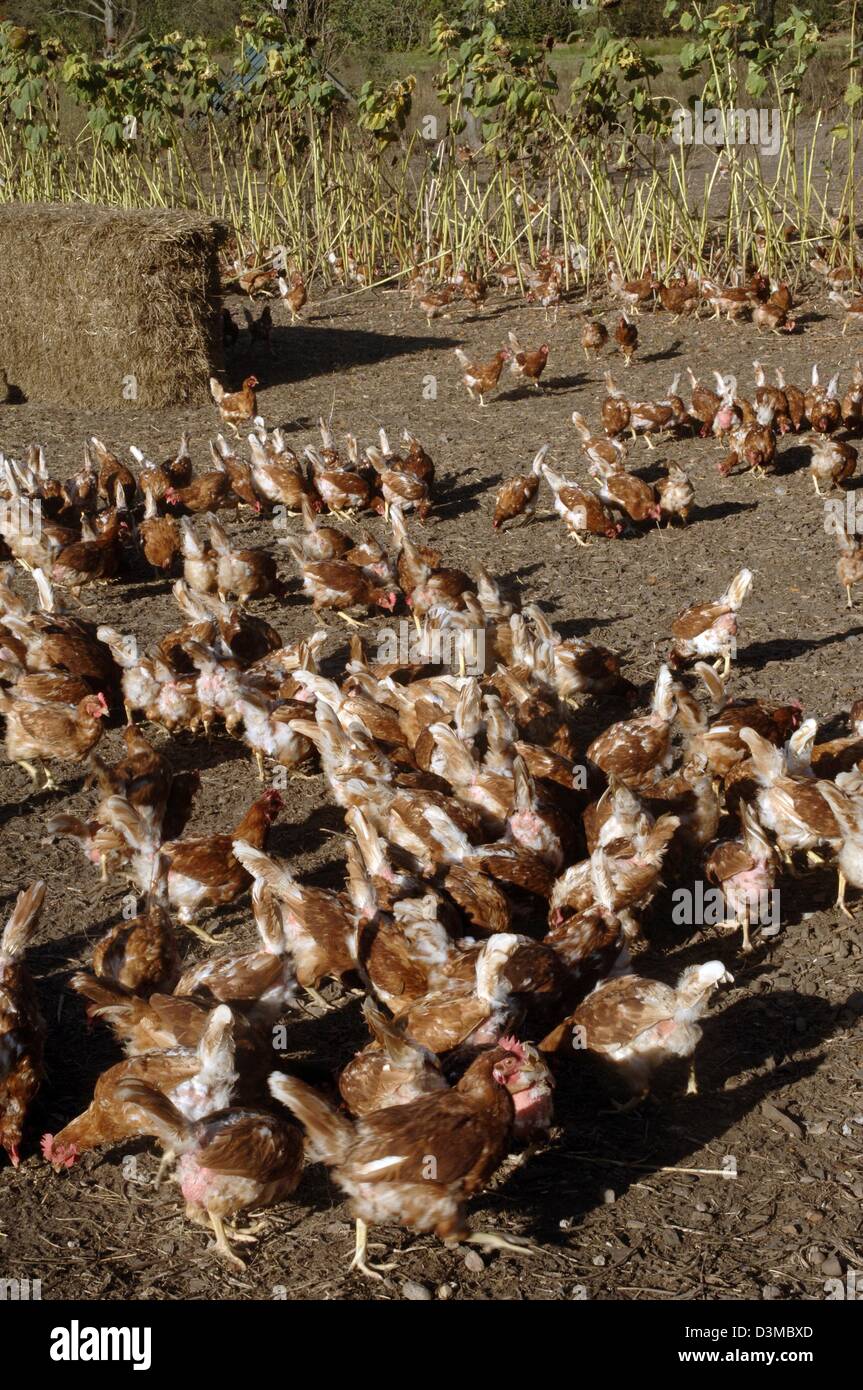 Free range chicken are pictured in a chicken farm in Walsrode, Germany ...