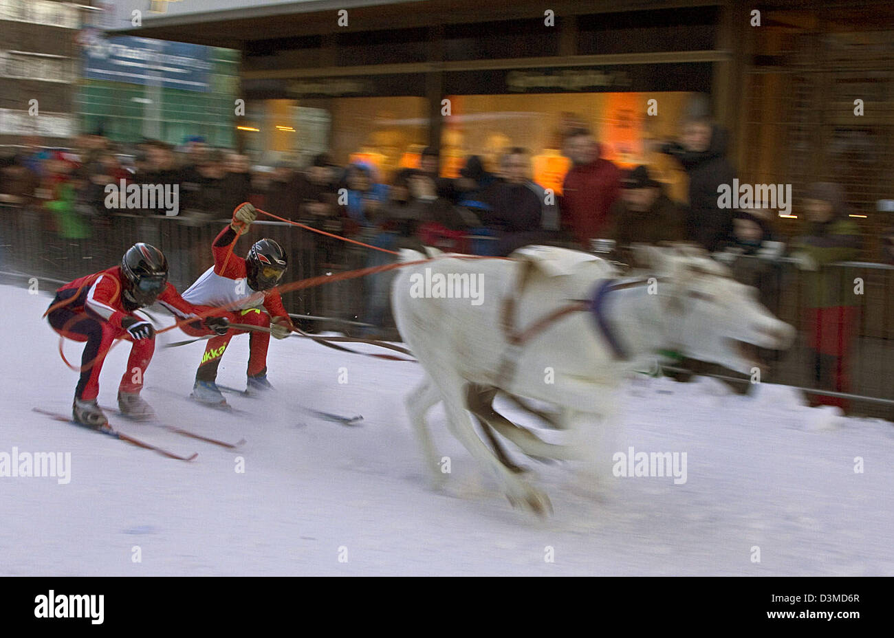 Reindeer racing norway hi-res stock photography and images - Alamy