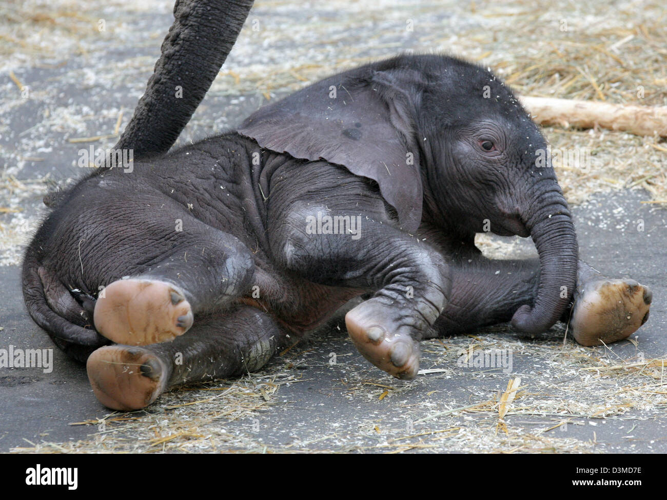 Human interest hum animals elephant pup baby lying germany hi-res stock ...