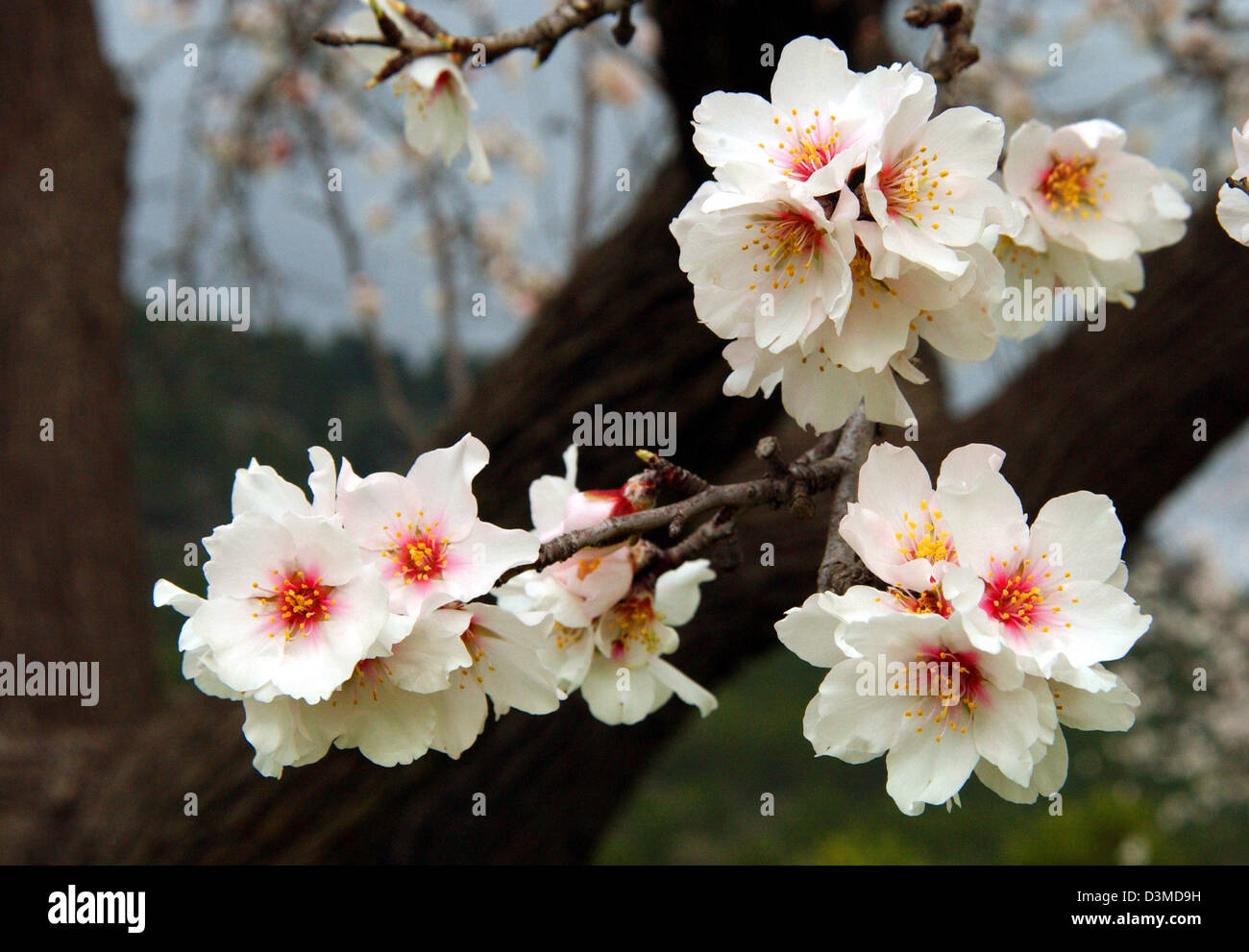 Almond trees blossom on the island of Majorca, Spain, 06 February 2006 ...