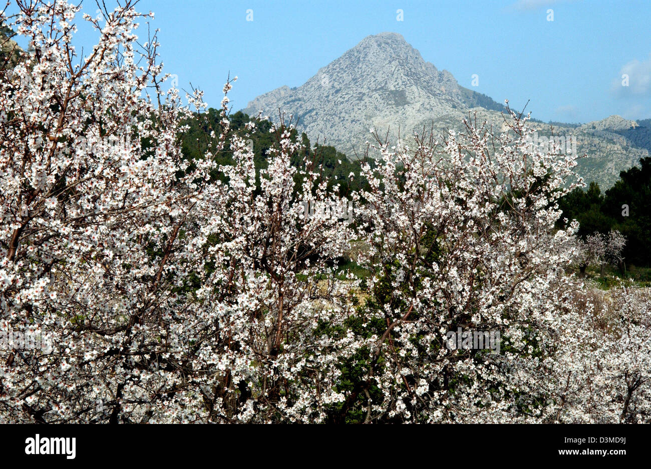 Almond trees blossom in front of a backdrop of Mount Galatzo on the ...