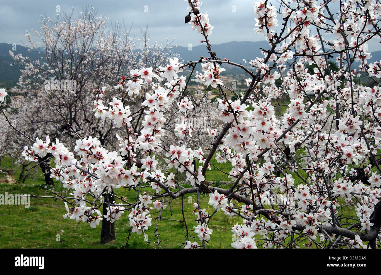 Almond trees blossom in front of a backdrop of Mount Galatzo on the ...