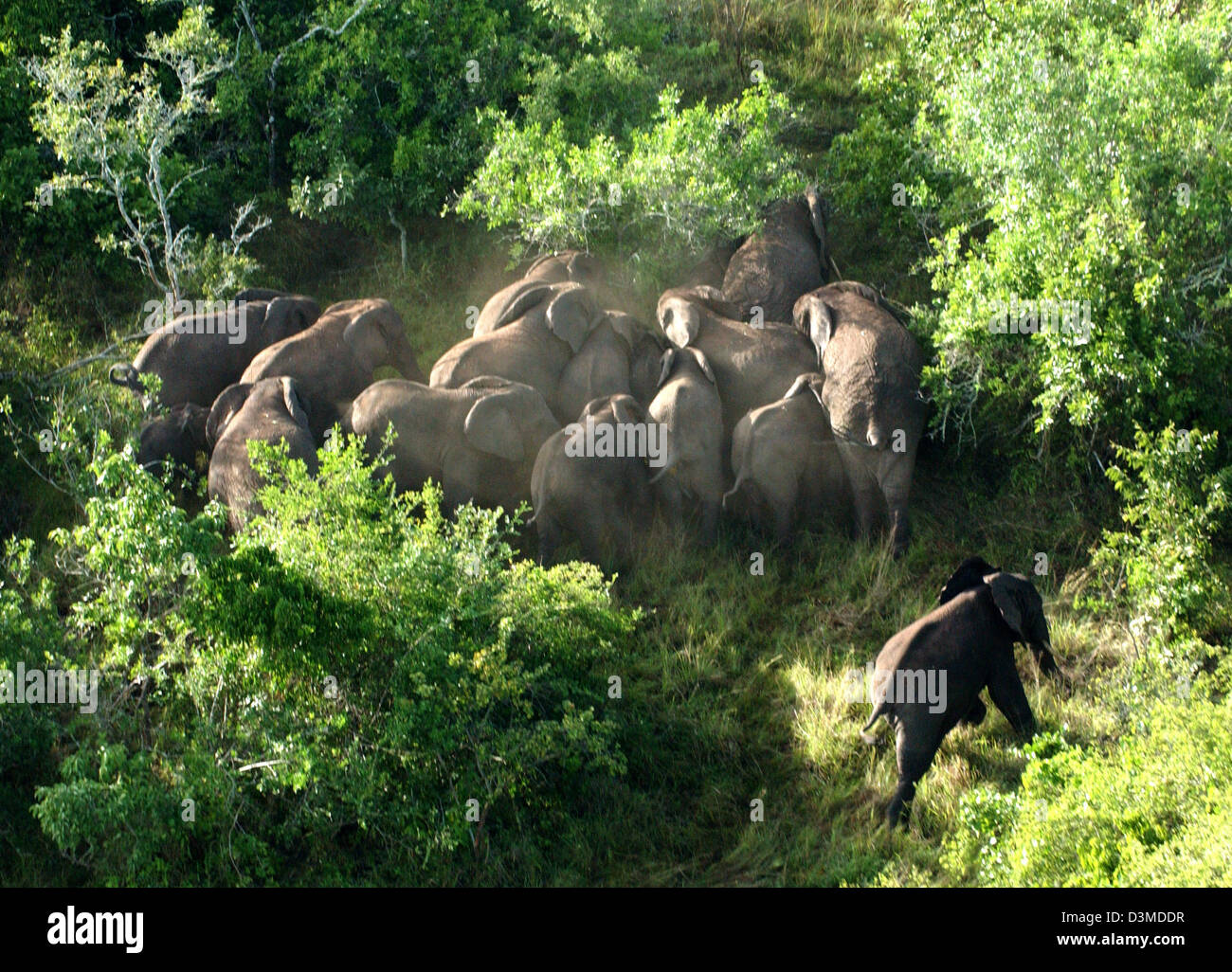 A herd of elephants flees from a military helicopter in the Kagera ...