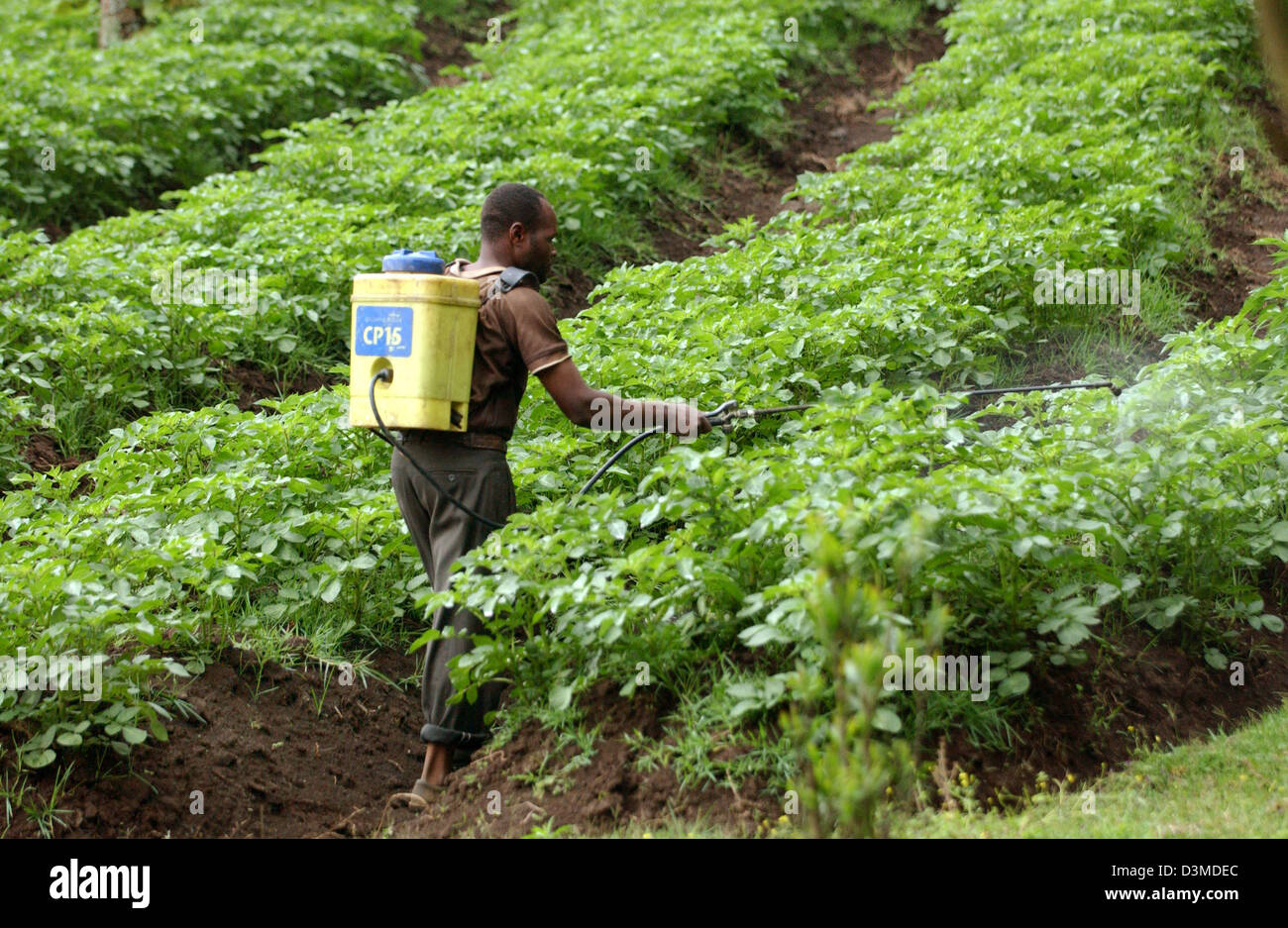 The picture shows a peasant sprinkling a tea plantation with vermin ...