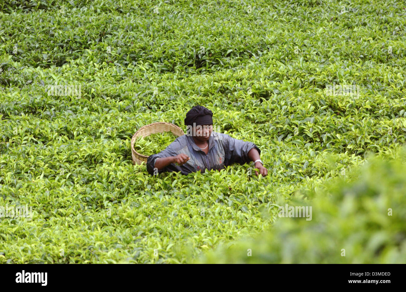 The picture shows a woman sprinkling a tea plantation with vermin ...