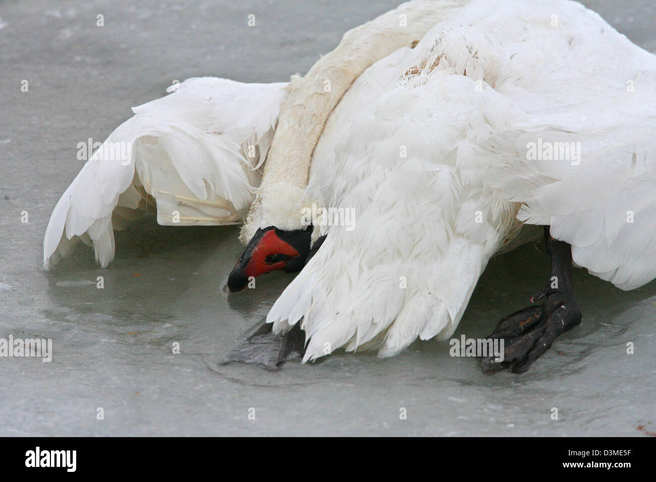 A dead swan lies on the ice near the city of Trent on the island of ...
