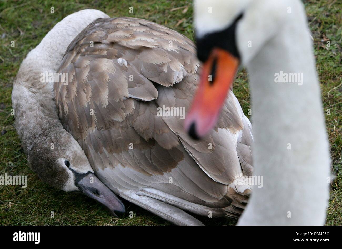 A parent swan stands besides its dying offspring near the city of Trent ...