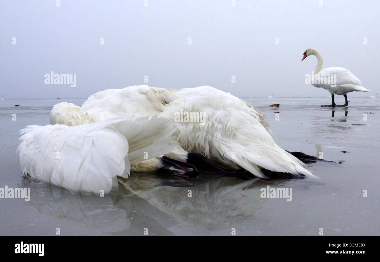 A dead swan lies on the beach while another swan stands in the Baltic ...