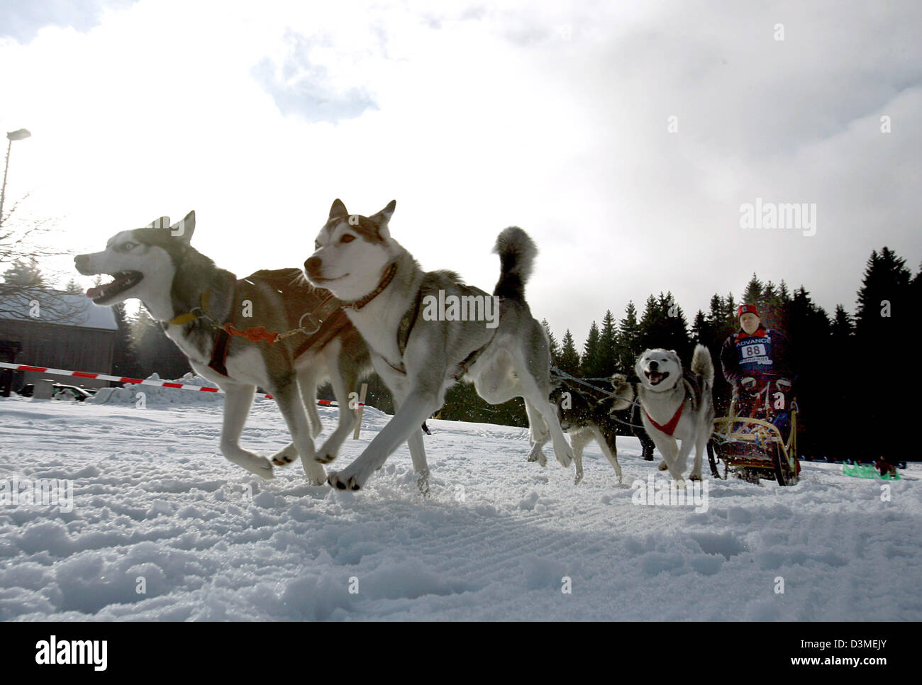 Sports spo dog sledding race huskies germany hi-res stock photography ...
