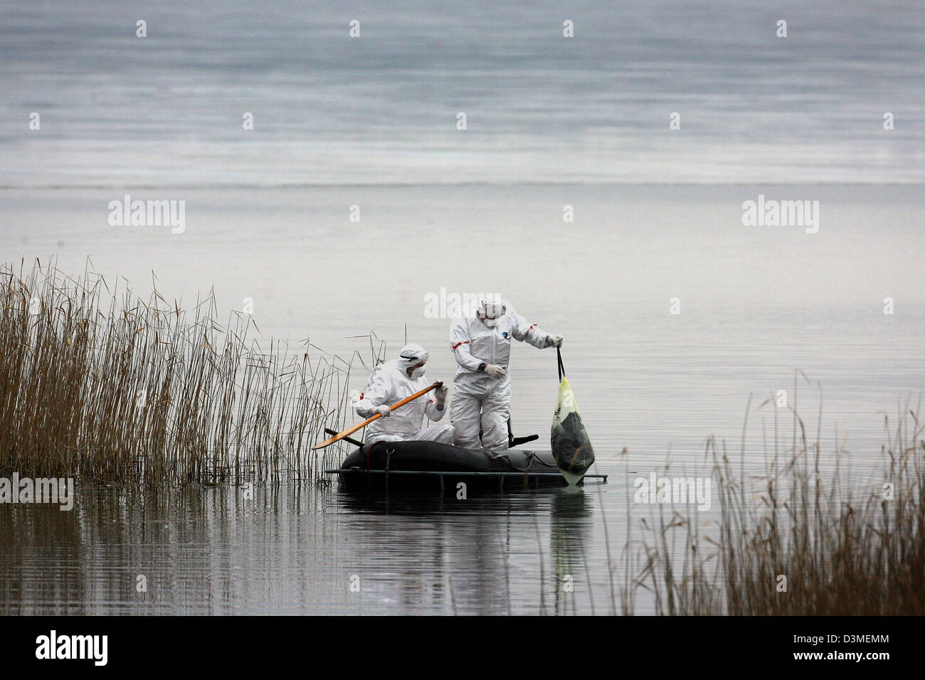 Dead swan hi-res stock photography and images - Alamy