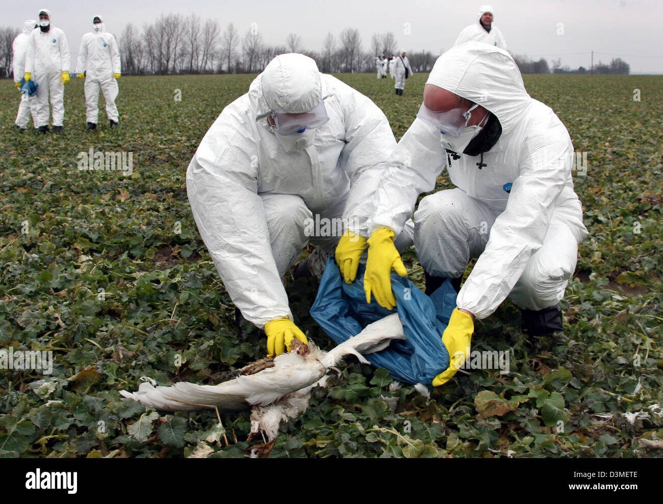 Dead swan hi-res stock photography and images - Alamy