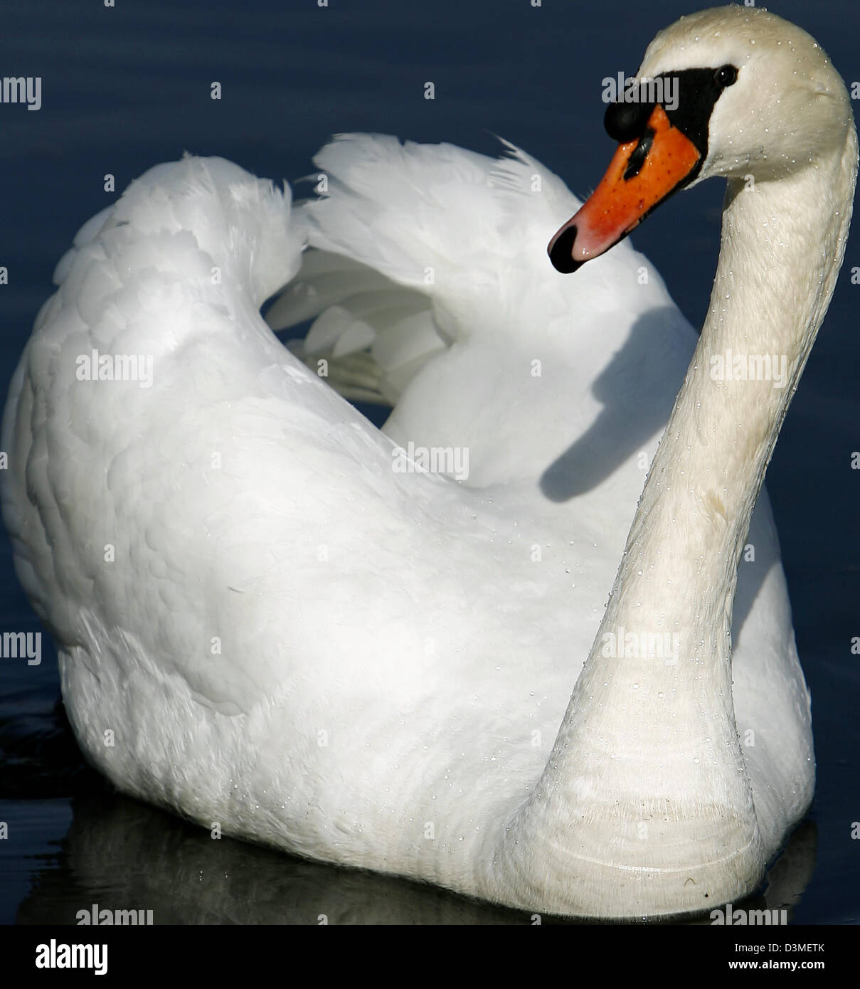 A mute swan swims on the Grosser Dutzendteich (big dozen pond) in ...