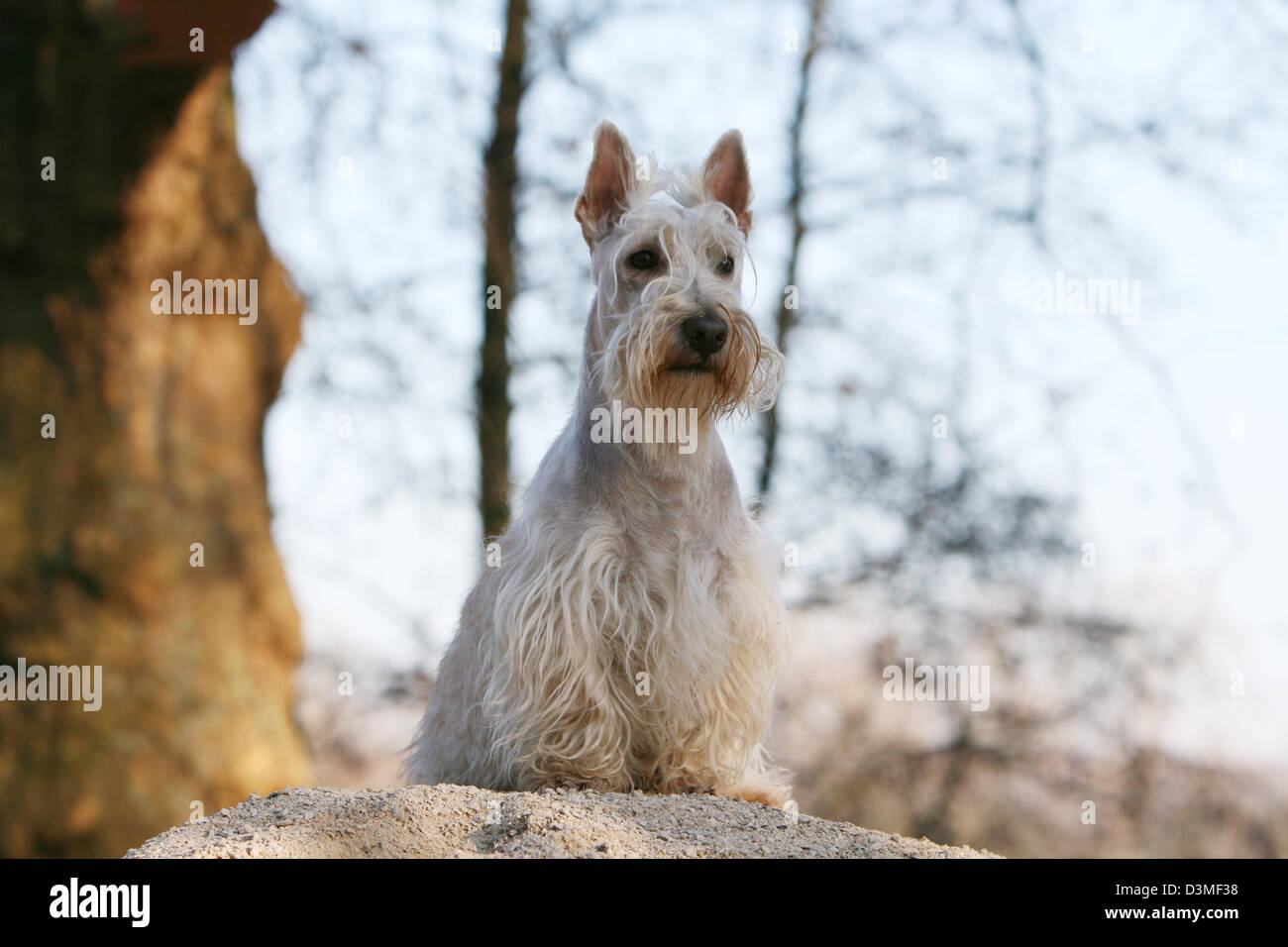 Wheaten scottie hi-res stock photography and images - Alamy