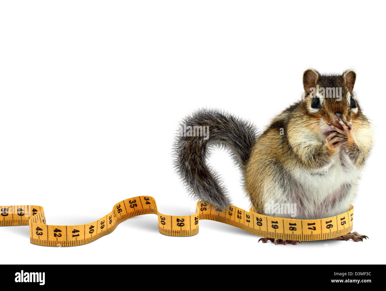 Fattest Chipmunk In The World