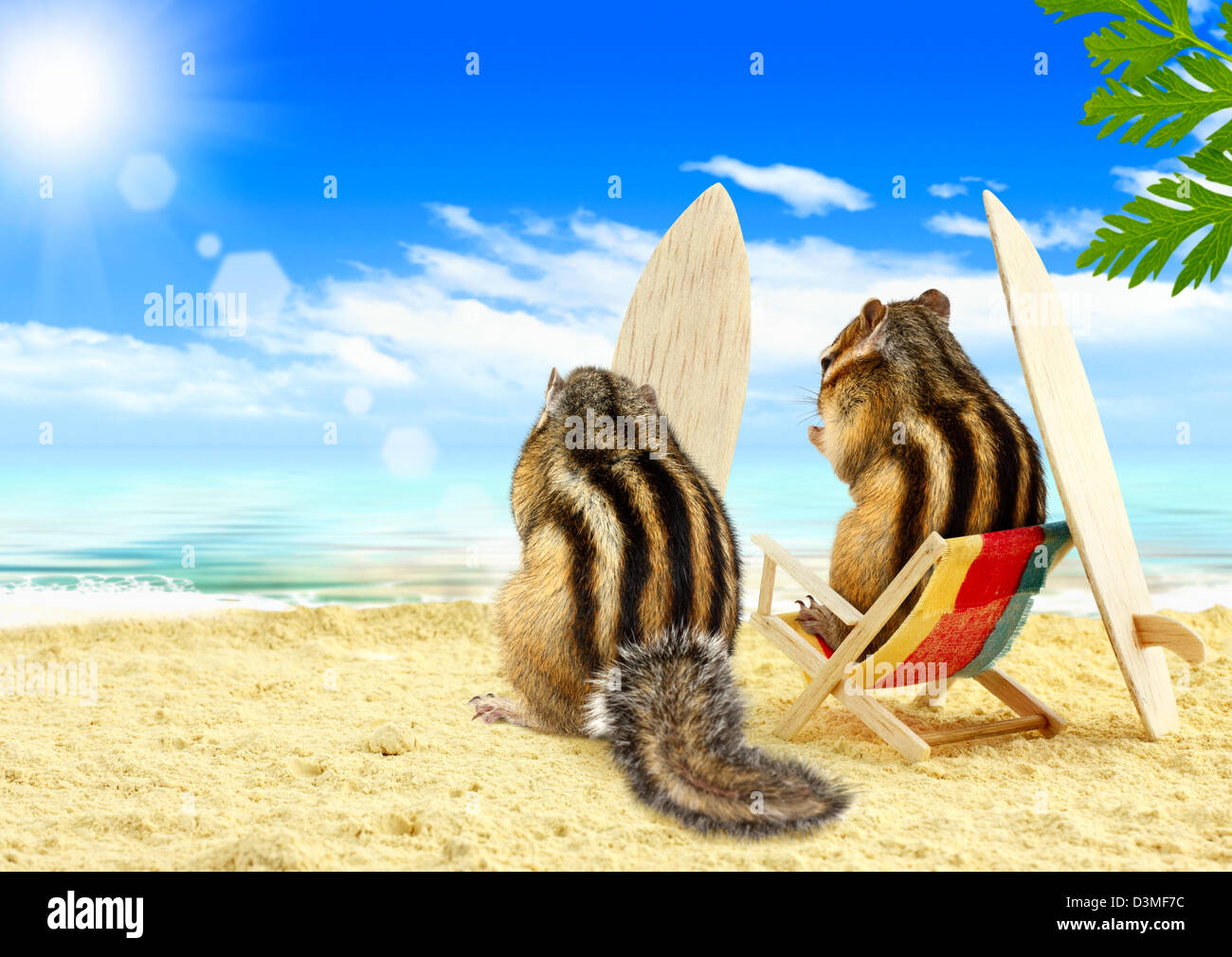 Funny chipmunks serfers on the beach with surf boards Stock Photo - Alamy