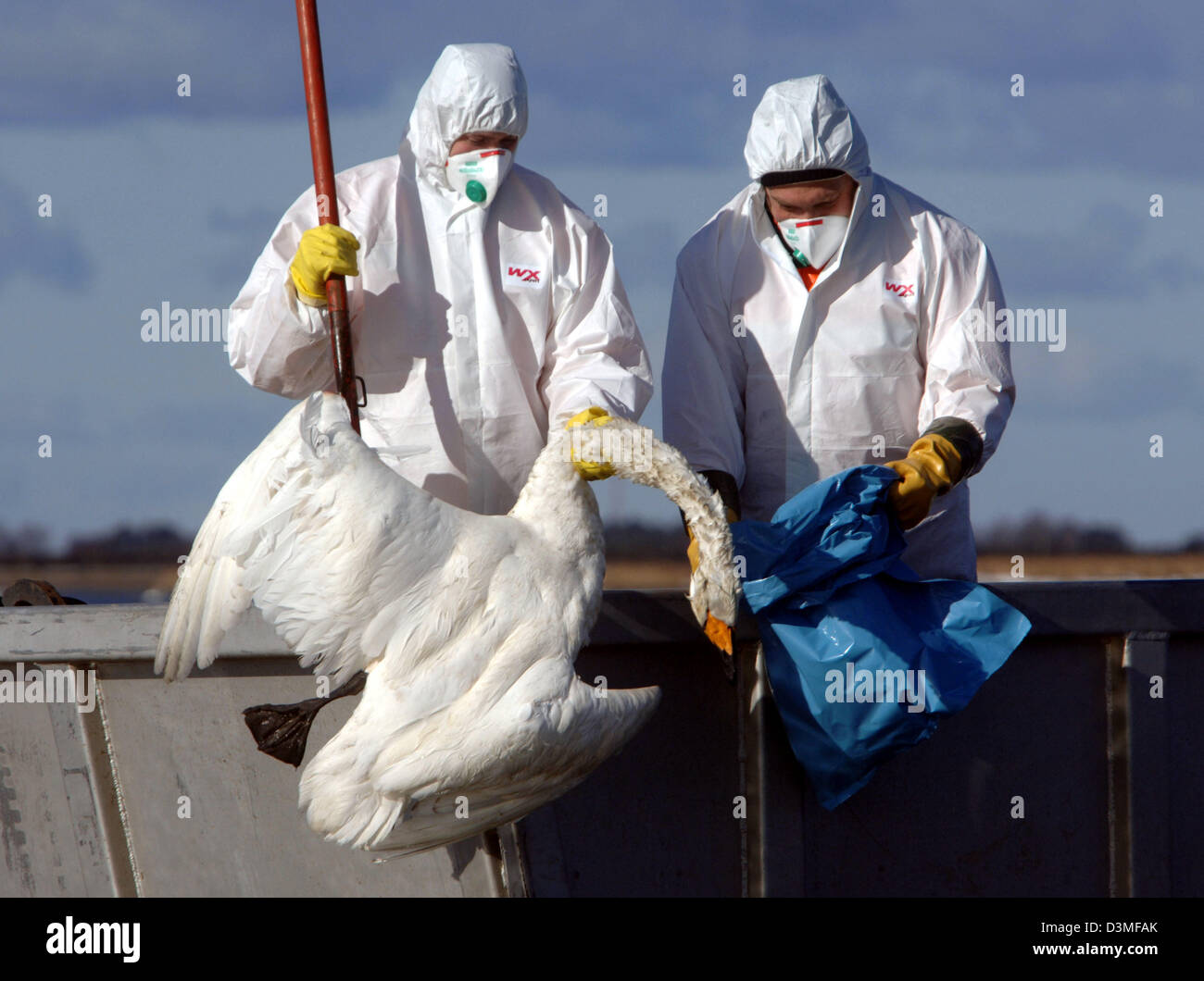 Dead swan hi-res stock photography and images - Alamy